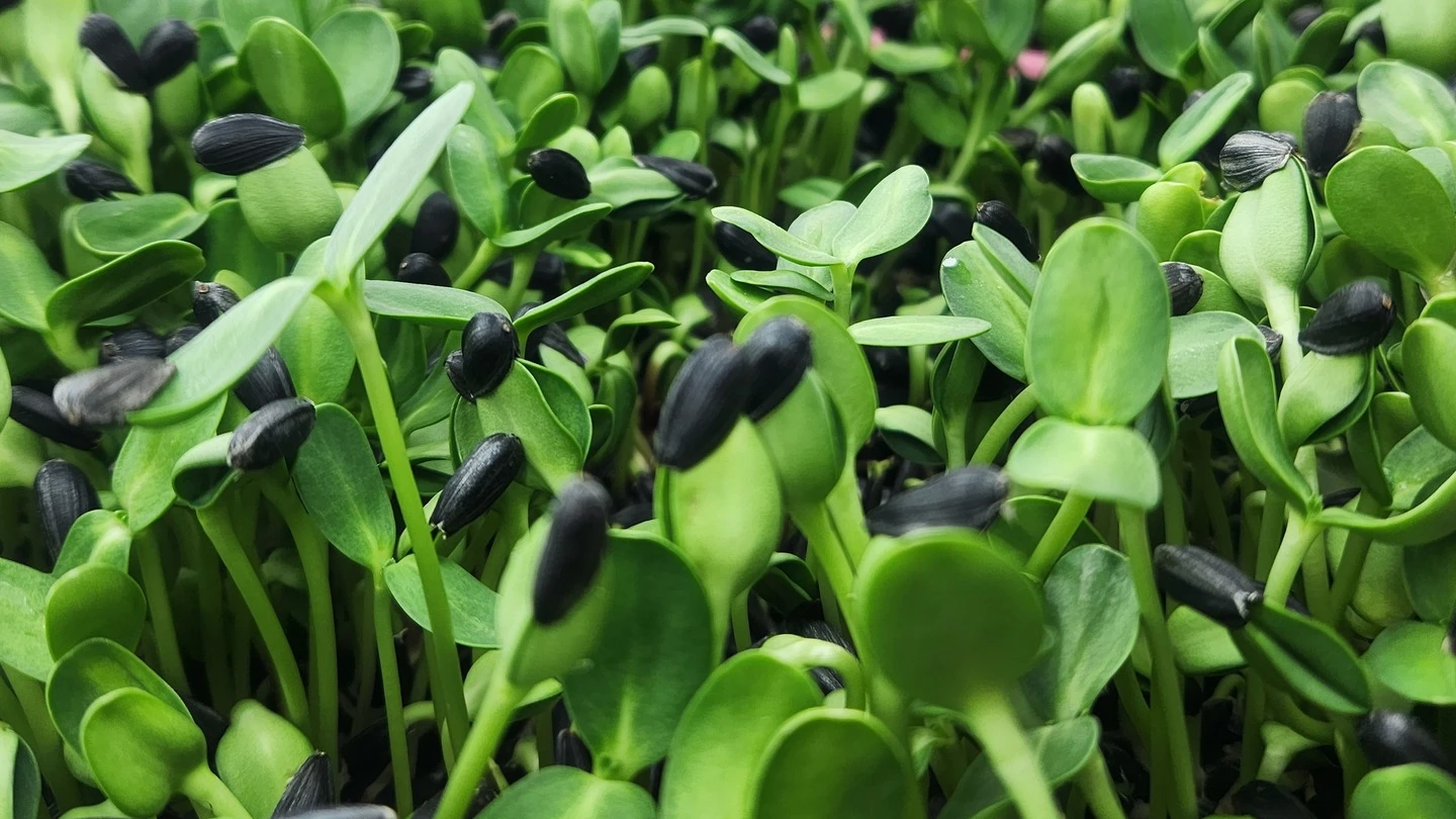 How to Grow Sunflower Microgreens: A Simple Guide for Beginners